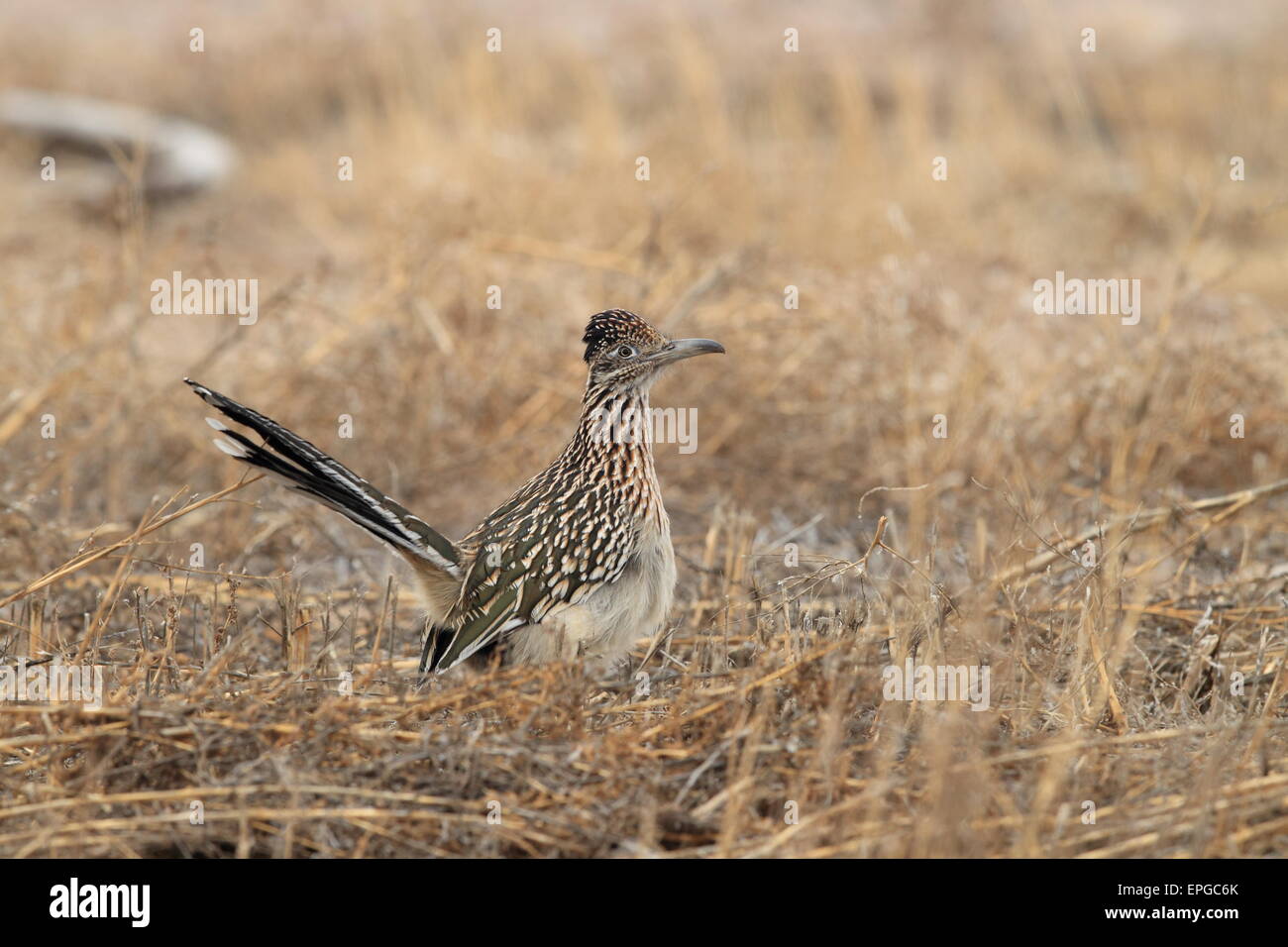 Nevada road runner hi-res stock photography and images - Alamy
