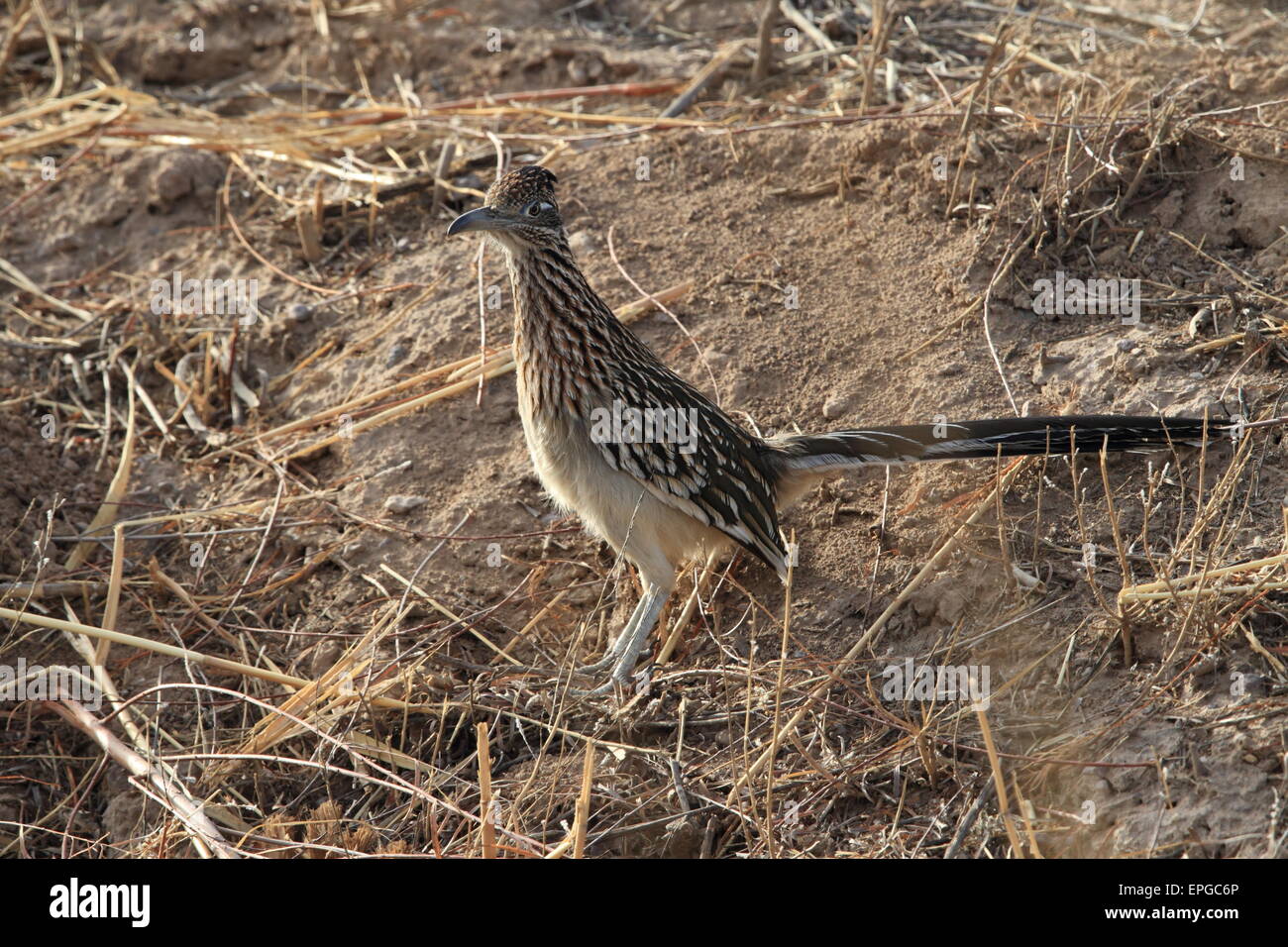Nevada road runner hi-res stock photography and images - Alamy