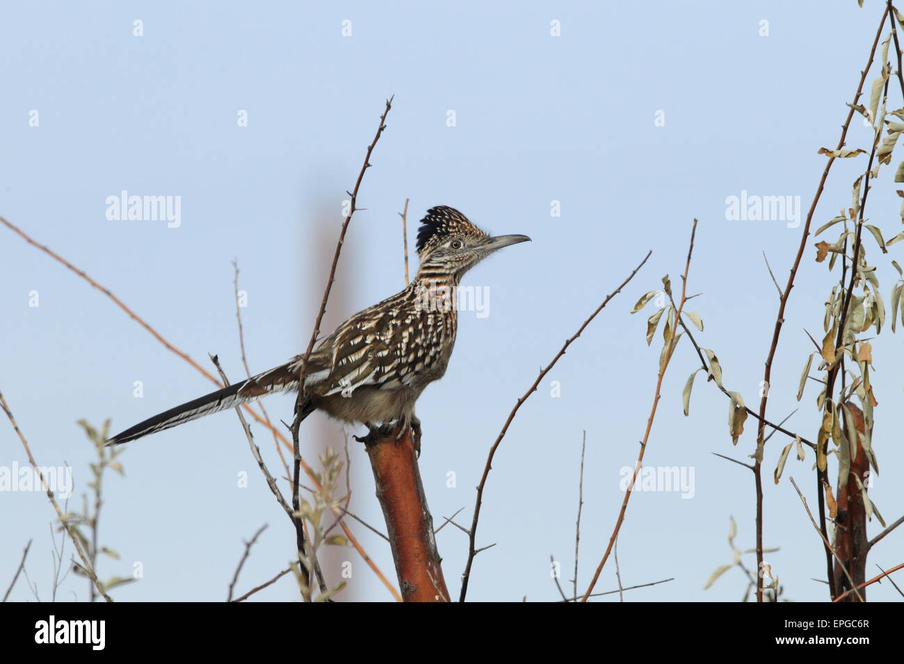 Nevada bird hi-res stock photography and images - Alamy