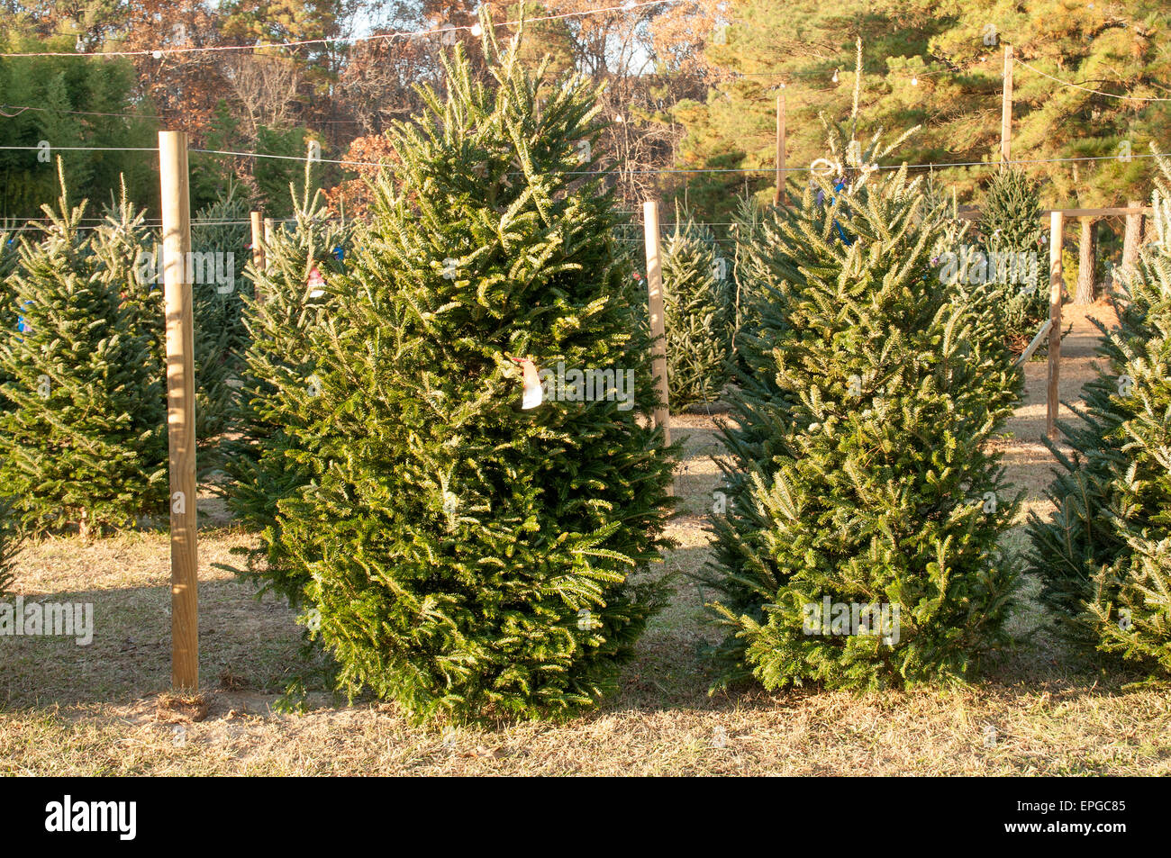 Real christmas trees hi-res stock photography and images - Alamy