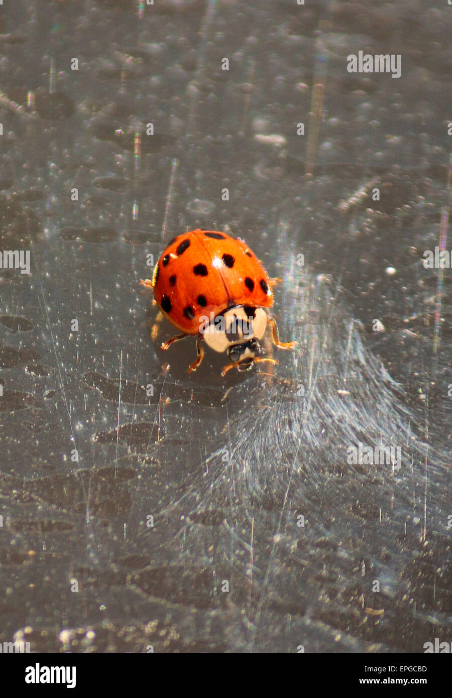 Marienkaefer hi-res stock photography and images - Alamy