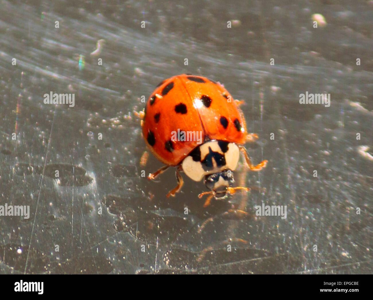 Marienkaefer hi-res stock photography and images - Alamy