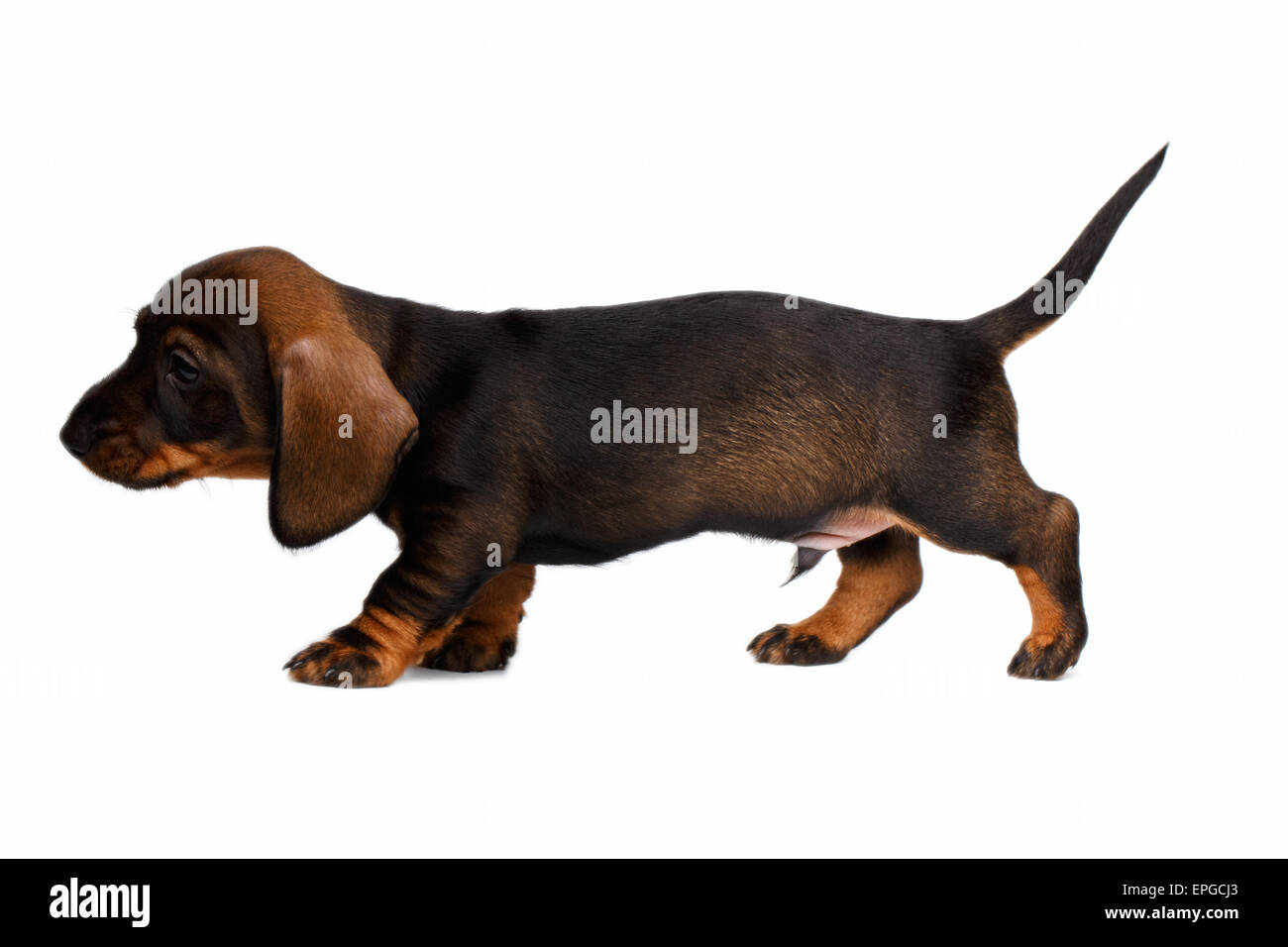 Dachshund profile hi-res stock photography and images - Alamy