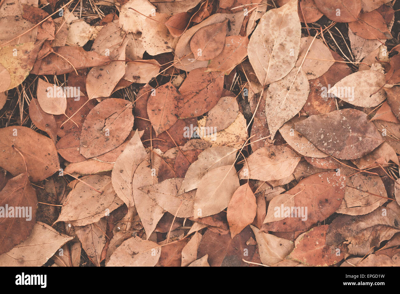 Time date autumn hi-res stock photography and images - Alamy