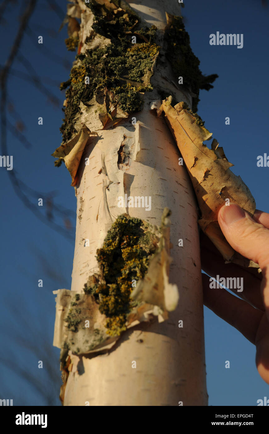 Chinese birch tree hi-res stock photography and images - Alamy