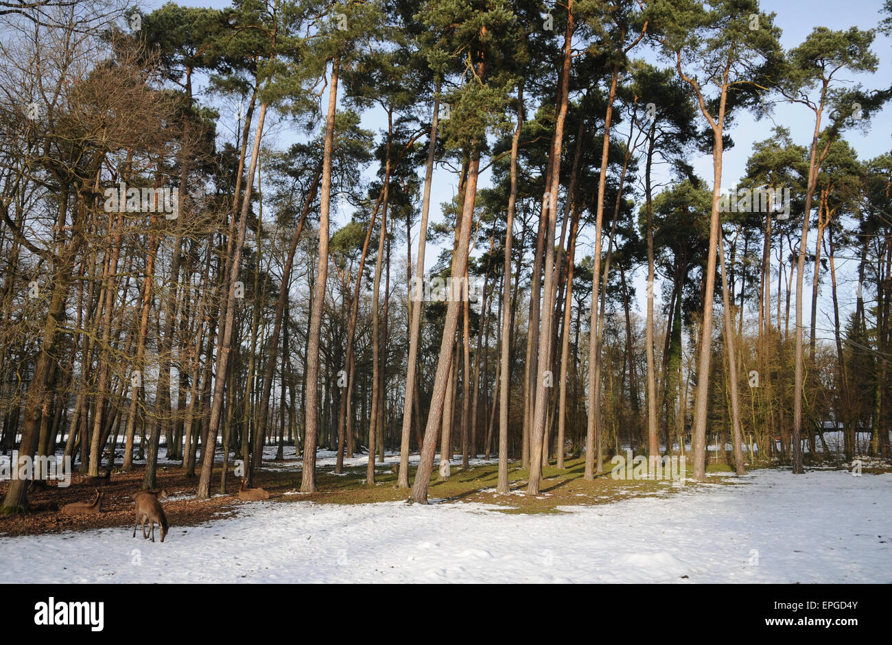 Pinus sylvestris scots pine trunk stem trees hi-res stock photography ...