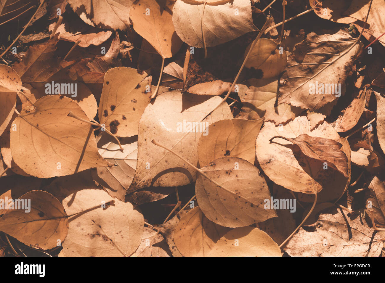 Sand leaves hi-res stock photography and images - Alamy