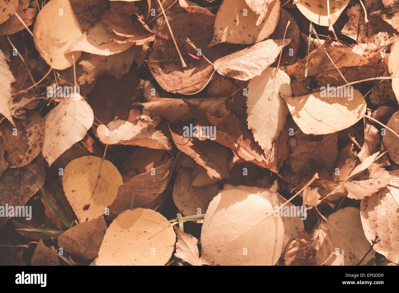 Wood turning tree hi-res stock photography and images - Alamy