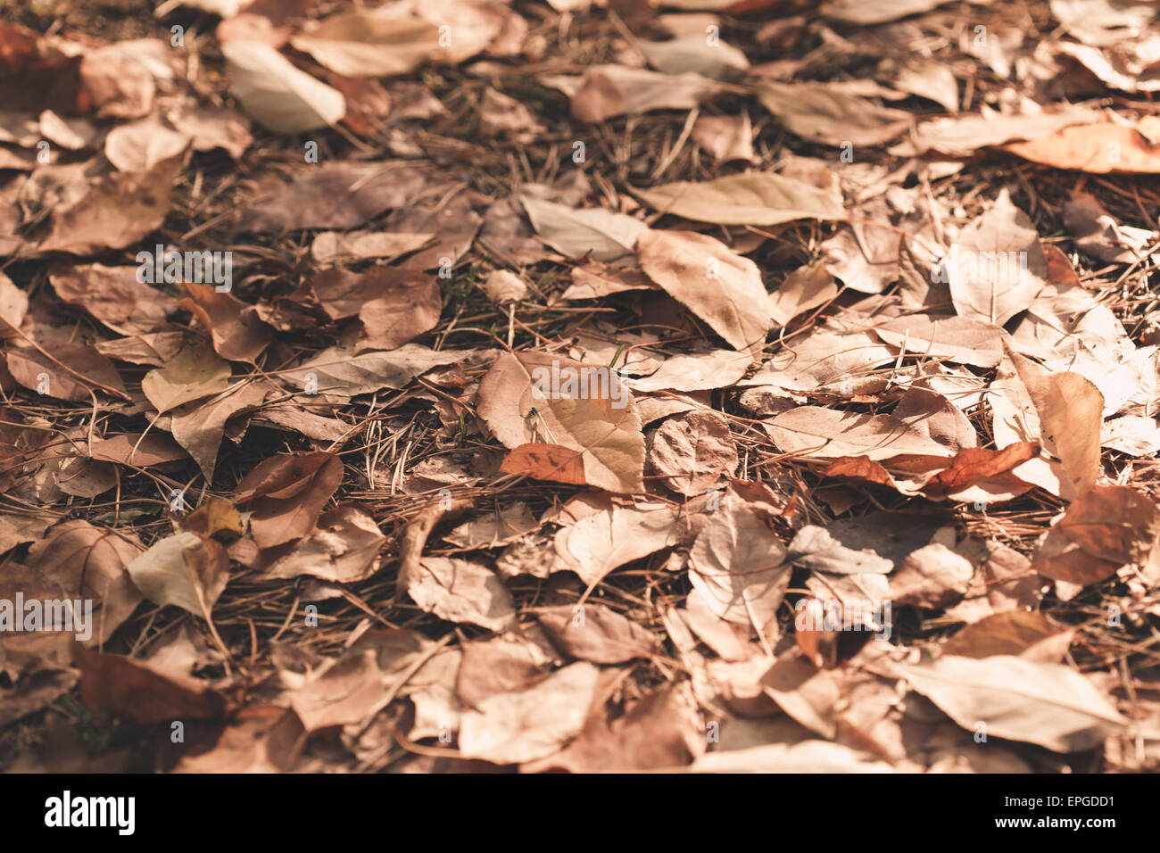 Time date autumn hi-res stock photography and images - Alamy