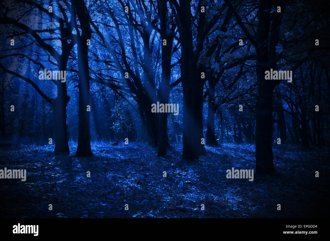 Night forest with moonlight rays Stock Photo - Alamy