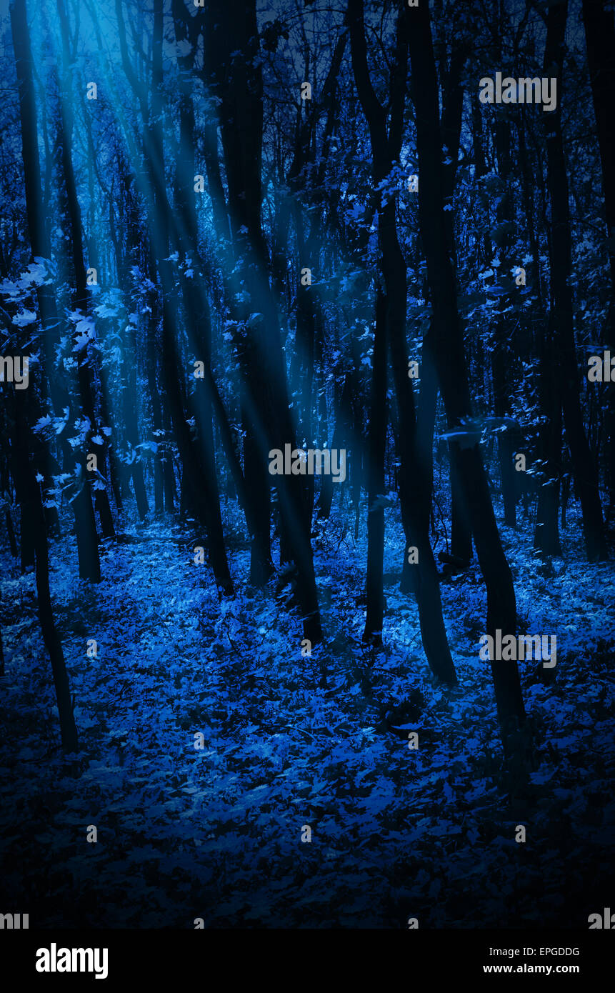 Night forest with moonlight rays Stock Photo - Alamy