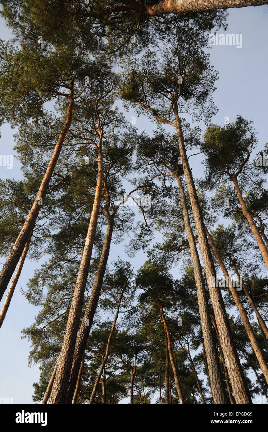 Pinus sylvestris scots pine trunk stem trees hi-res stock photography ...