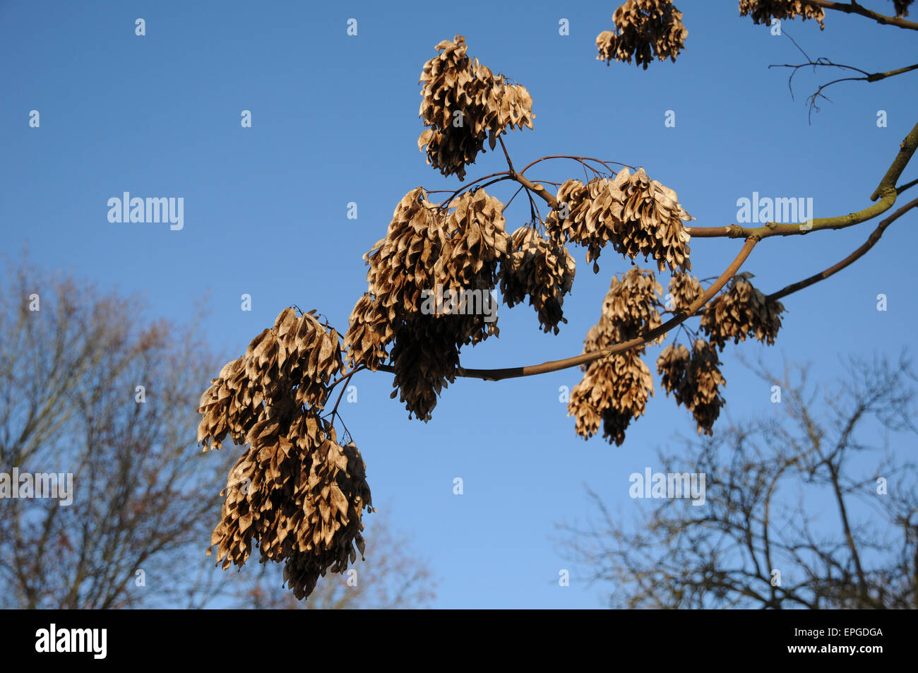 Ash tree blossoms hi-res stock photography and images - Alamy