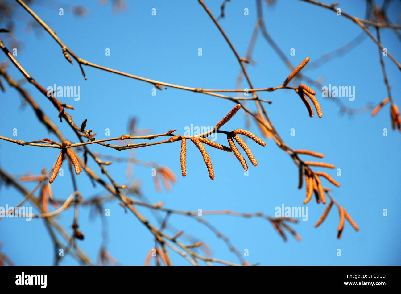 Chinesische birke hi-res stock photography and images - Alamy