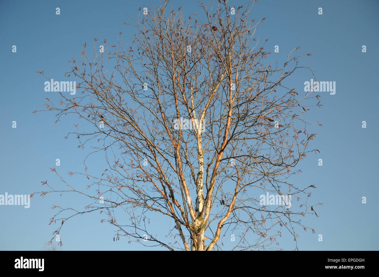 Chinese birch tree hi-res stock photography and images - Alamy