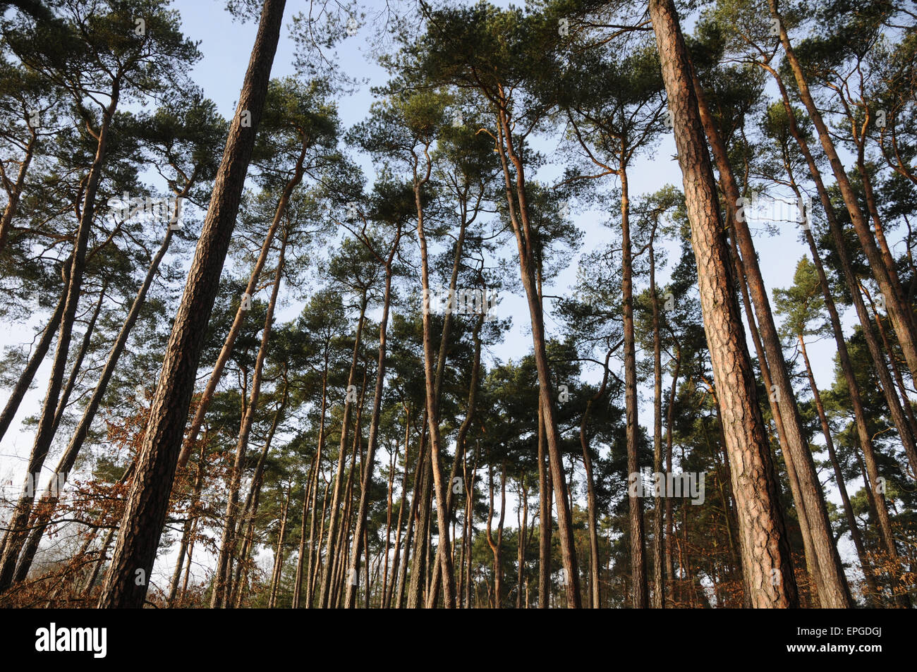 Pinus sylvestris scots pine trunk stem trees hi-res stock photography ...