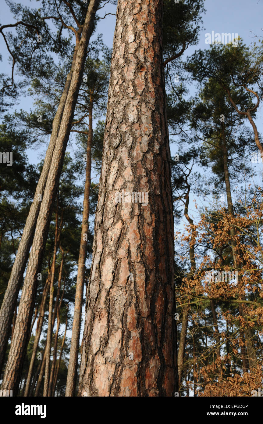Pinus Sylvestris Scots Pine Trunk Stem Trees High Resolution Stock ...