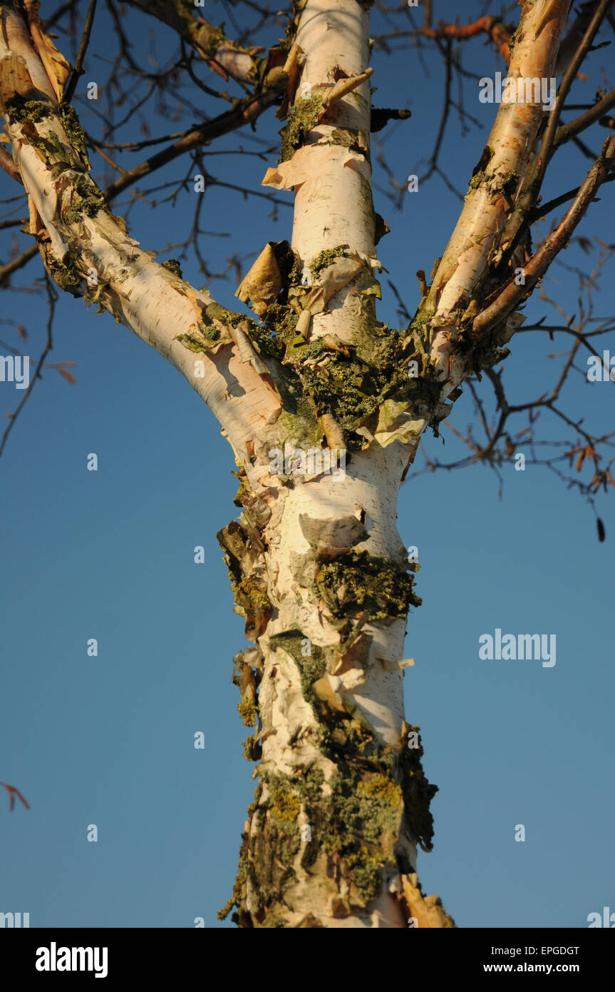 Chinesische birke hi-res stock photography and images - Alamy