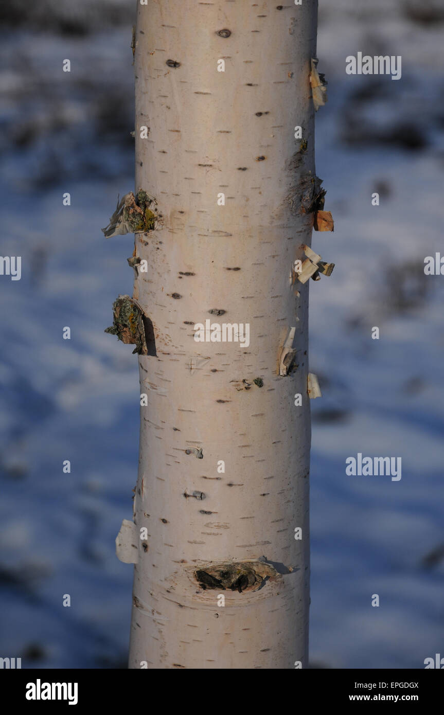 White chinese birch hi-res stock photography and images - Alamy