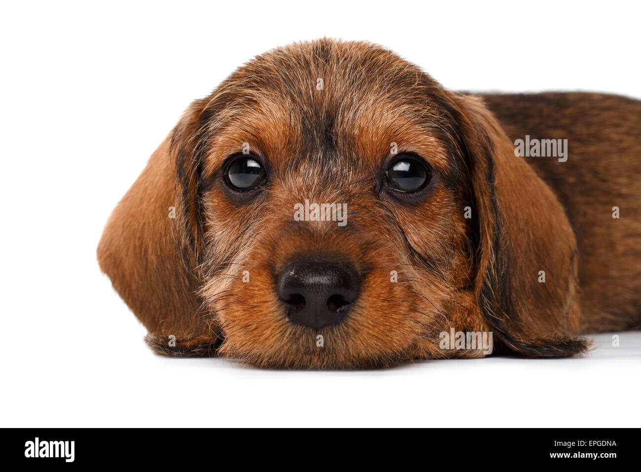 Puppy dachshund hi-res stock photography and images - Alamy