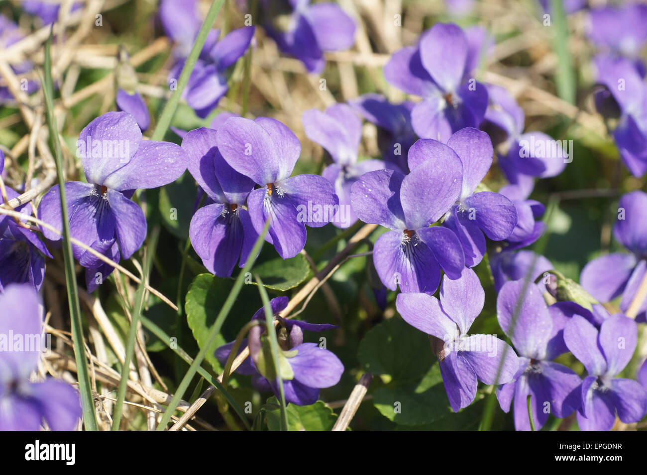 Sweet violet viola odorata hi-res stock photography and images - Alamy