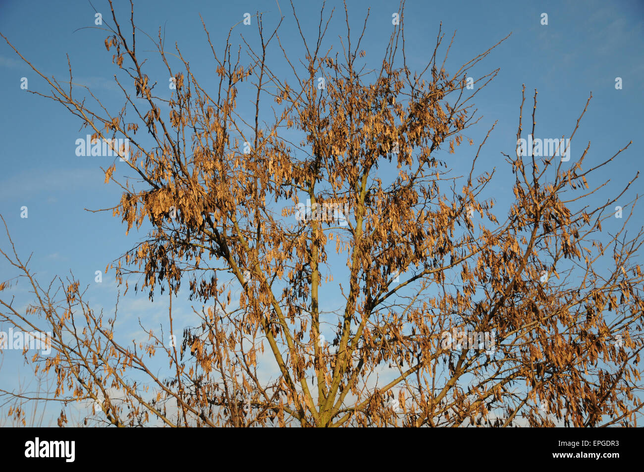 Locust b hi-res stock photography and images - Alamy