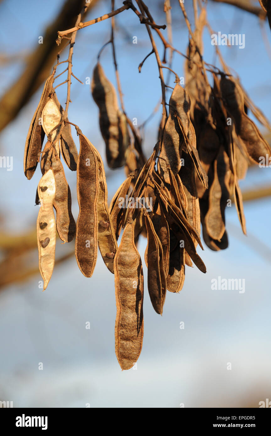 Locust thorns hi-res stock photography and images - Alamy