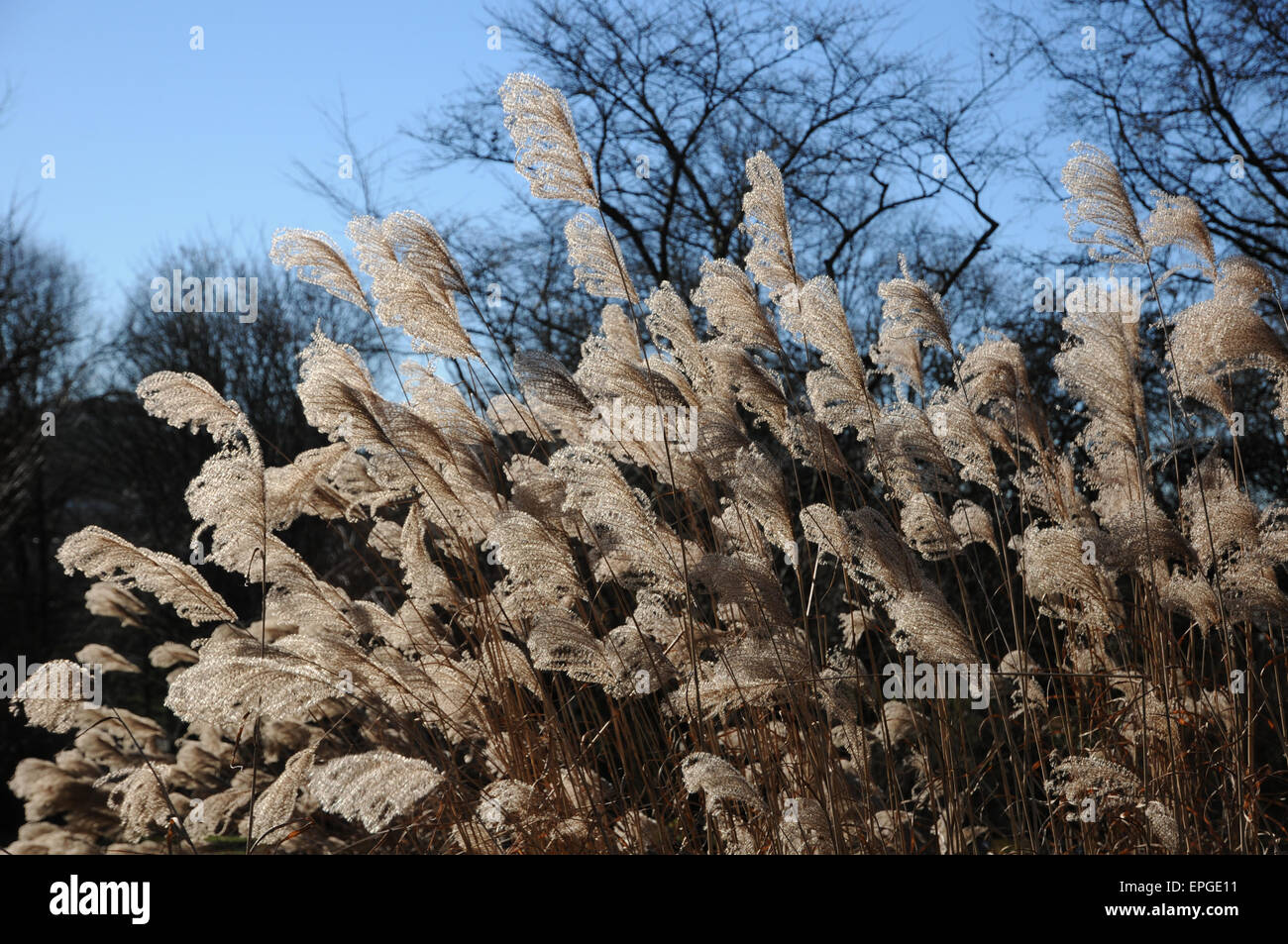 Chinese silver grass hi-res stock photography and images - Alamy