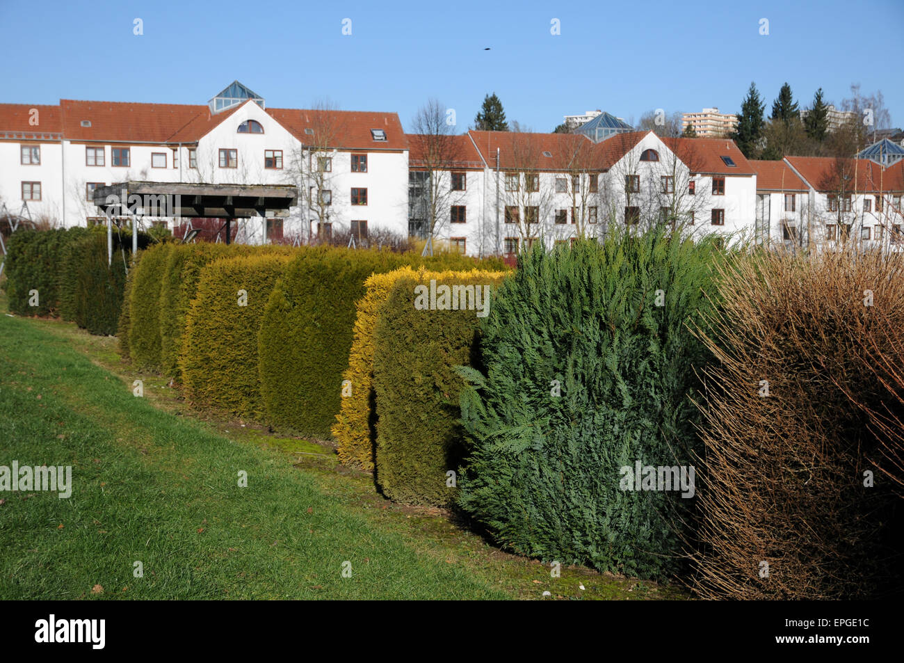 Formschnitthecken hi-res stock photography and images - Alamy