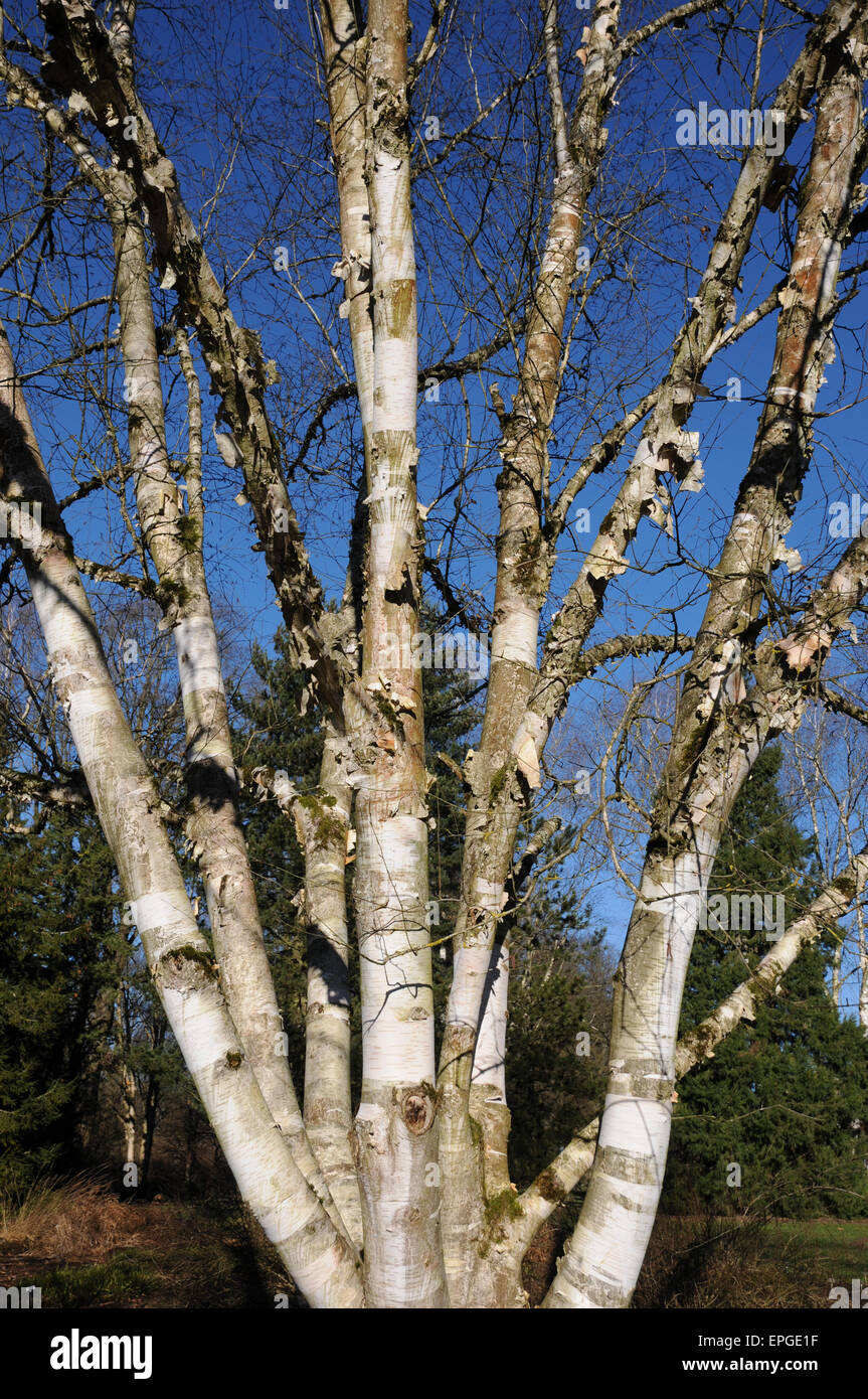 Himalayan Birch Tree High Resolution Stock Photography and Images - Alamy