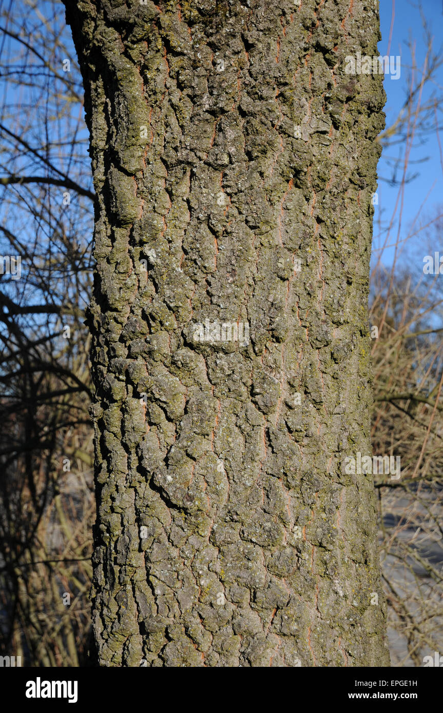 Turkey oak tree hi-res stock photography and images - Alamy