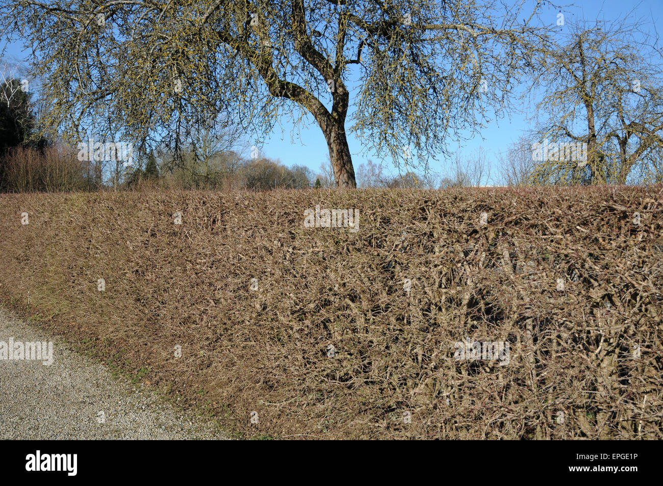 European cornel, hedge Stock Photo - Alamy
