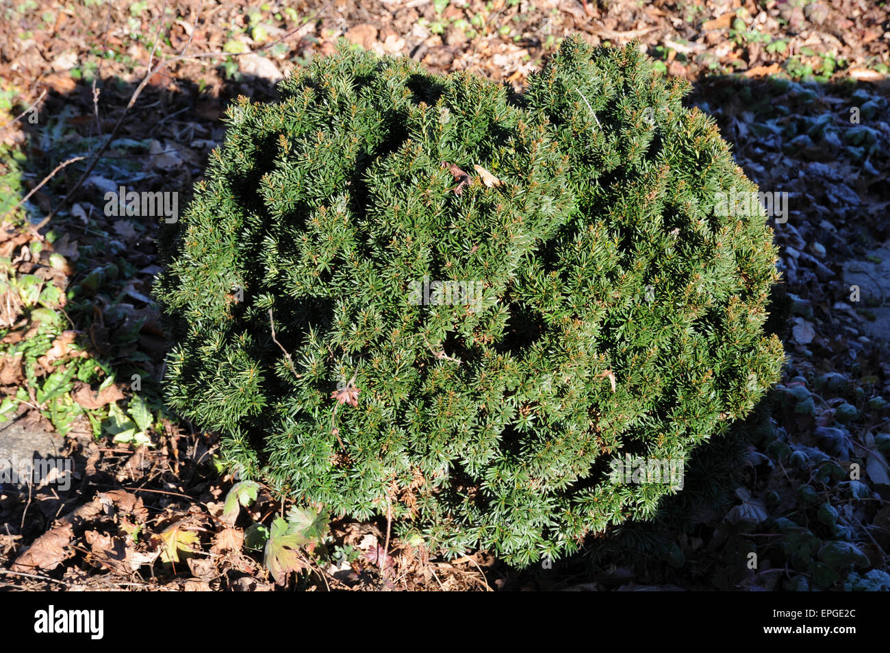 Dwarf yew hi-res stock photography and images - Alamy