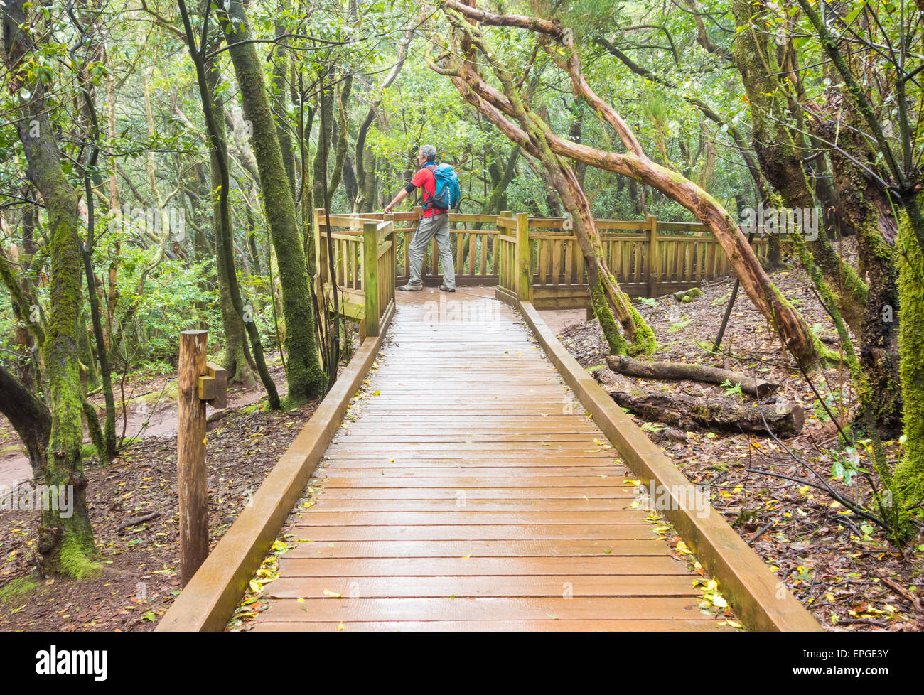 Sendero de los Sentidos (path of the senses) walkway through Laurisilva ...
