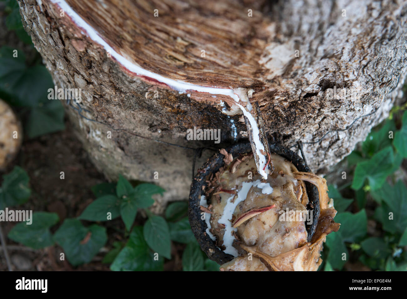 Thailand, Ko Samui. Rubber tree plantation. Rubber tree tapped to yield ...