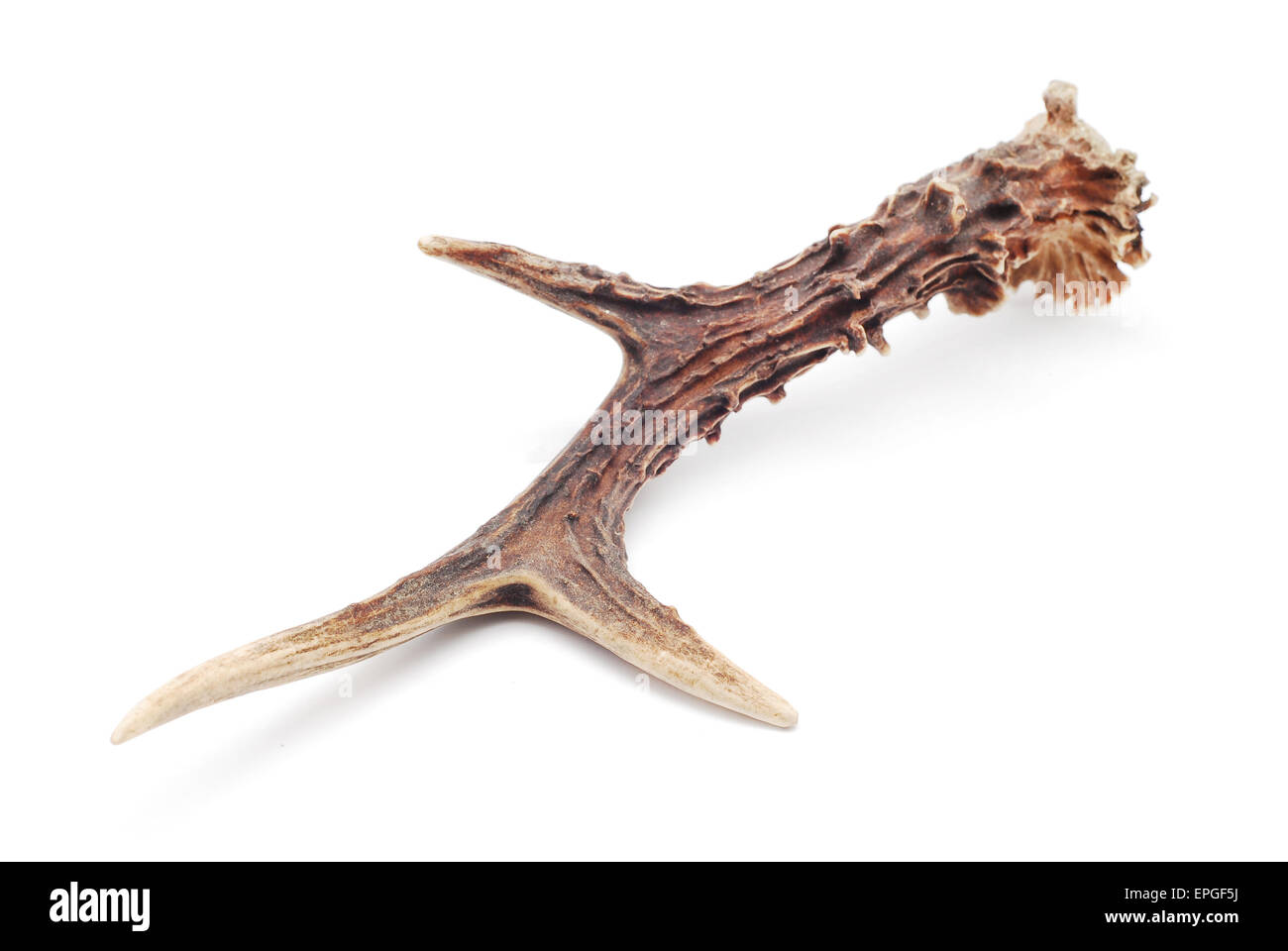 beautiful antlers on white background Stock Photo - Alamy