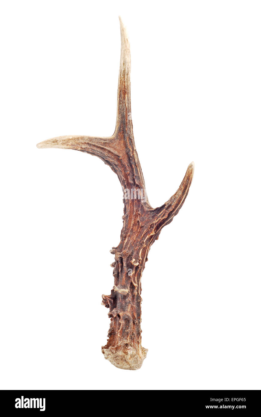 antlers isolated on white background Stock Photo - Alamy