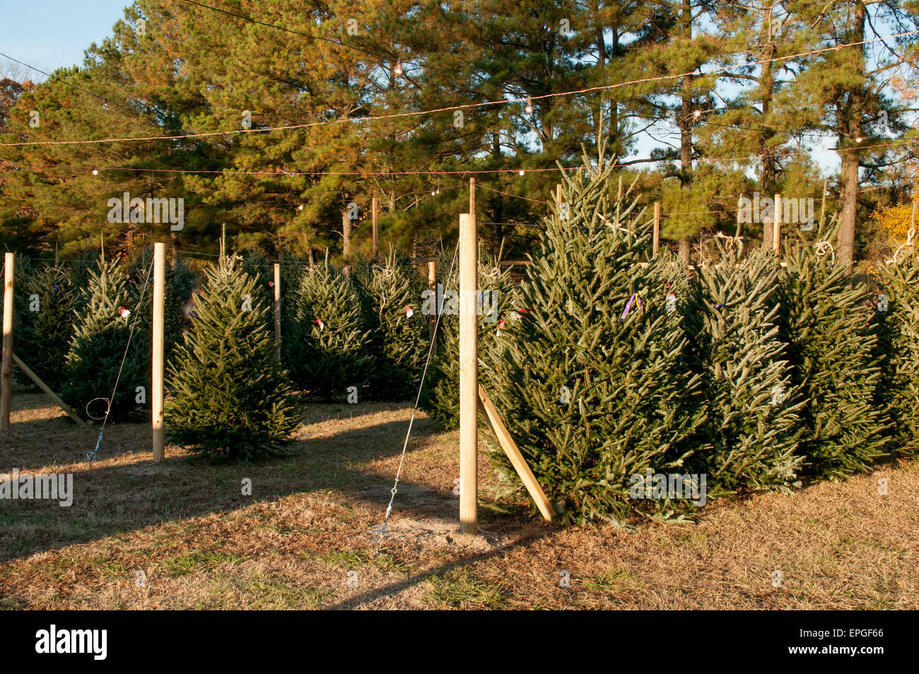 Real christmas trees hi-res stock photography and images - Alamy