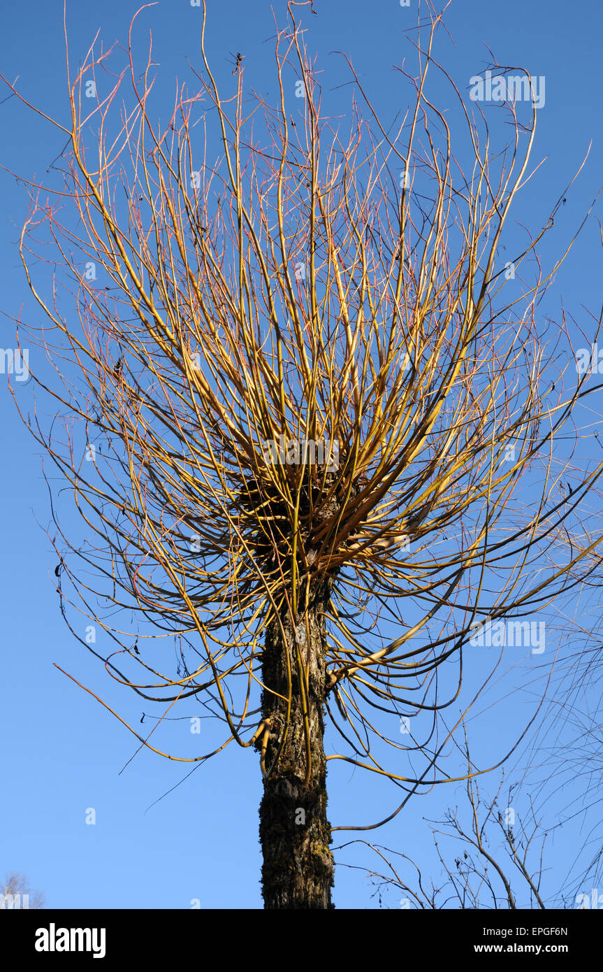 Common white willow hi-res stock photography and images - Alamy