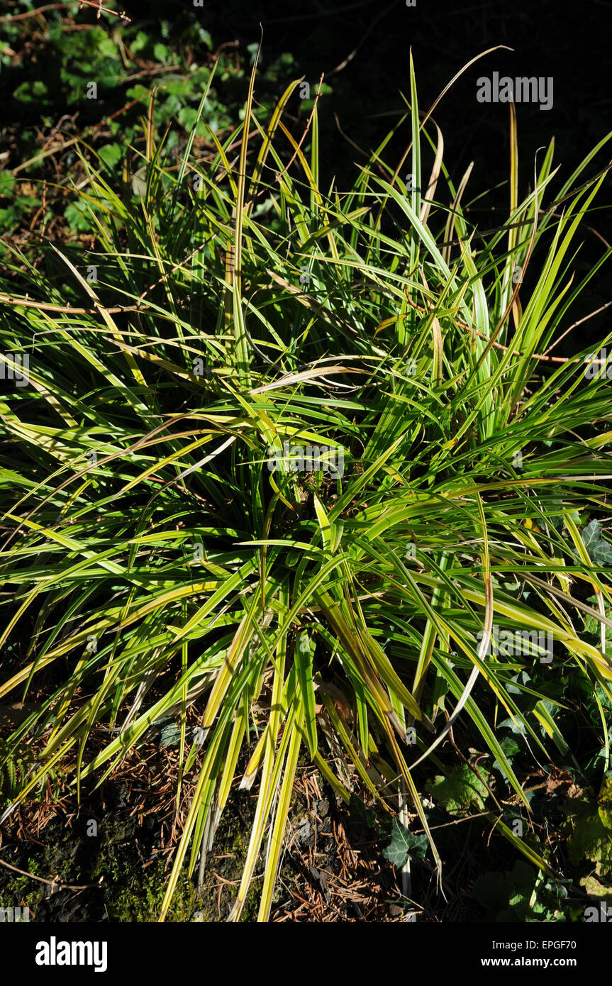 Carex morrowii variegata hi-res stock photography and images - Alamy