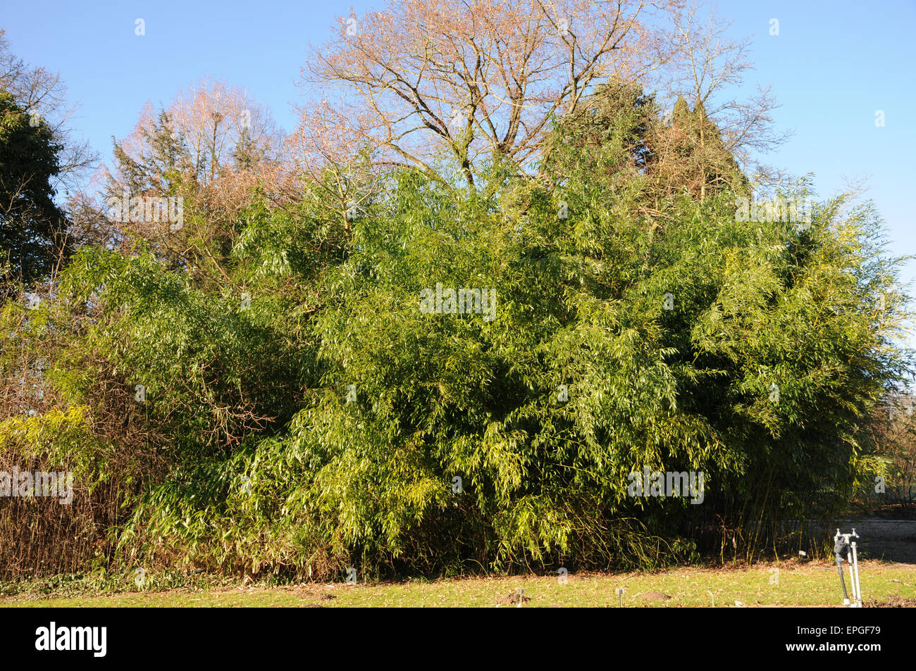 Bamboo phyllostachys viridiglaucescens hi-res stock photography and ...
