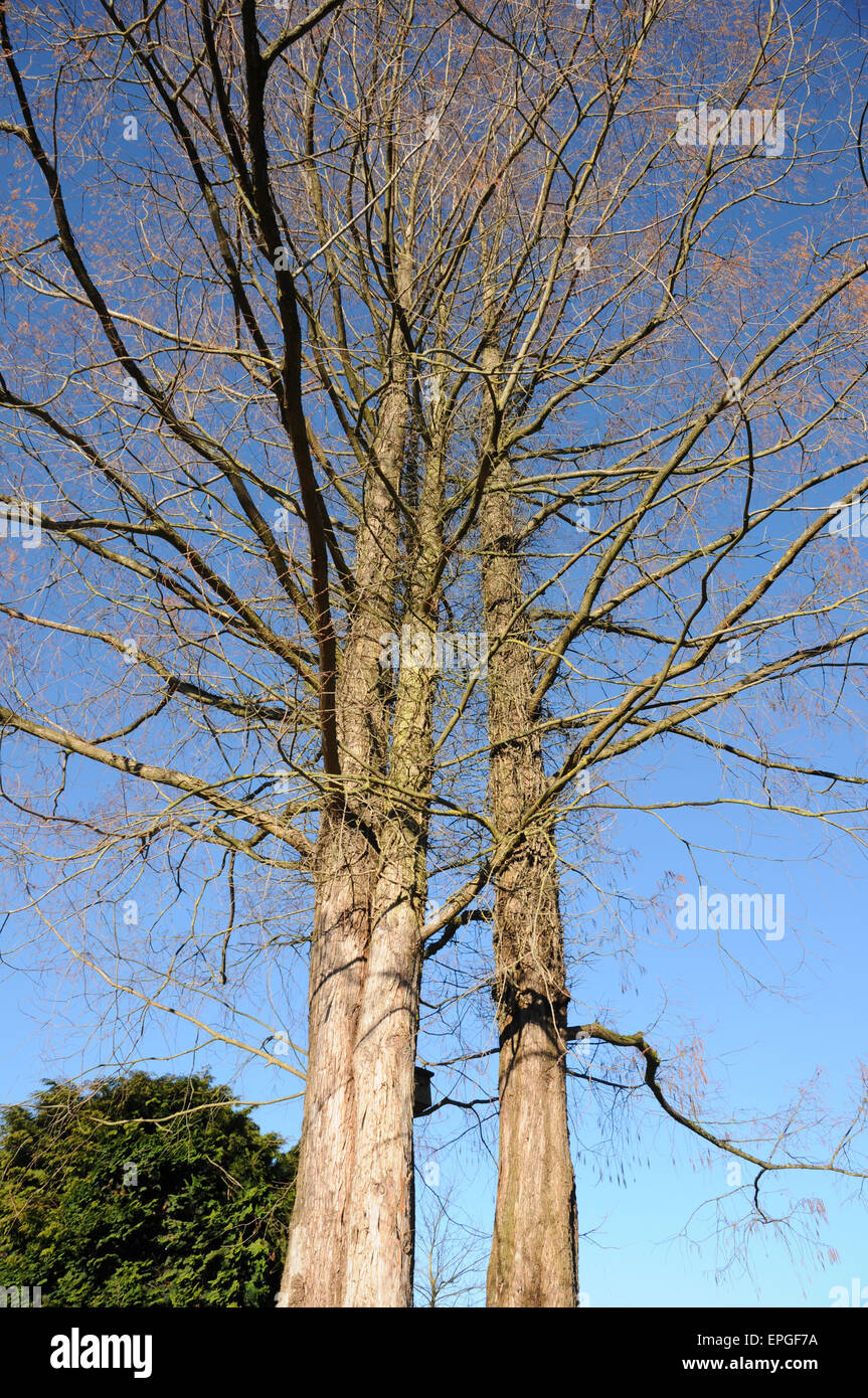 Chinese redwood hi-res stock photography and images - Alamy