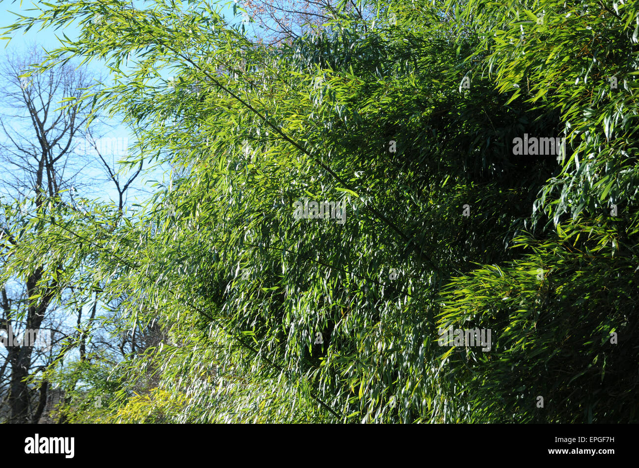 Bamboo phyllostachys viridiglaucescens hi-res stock photography and ...