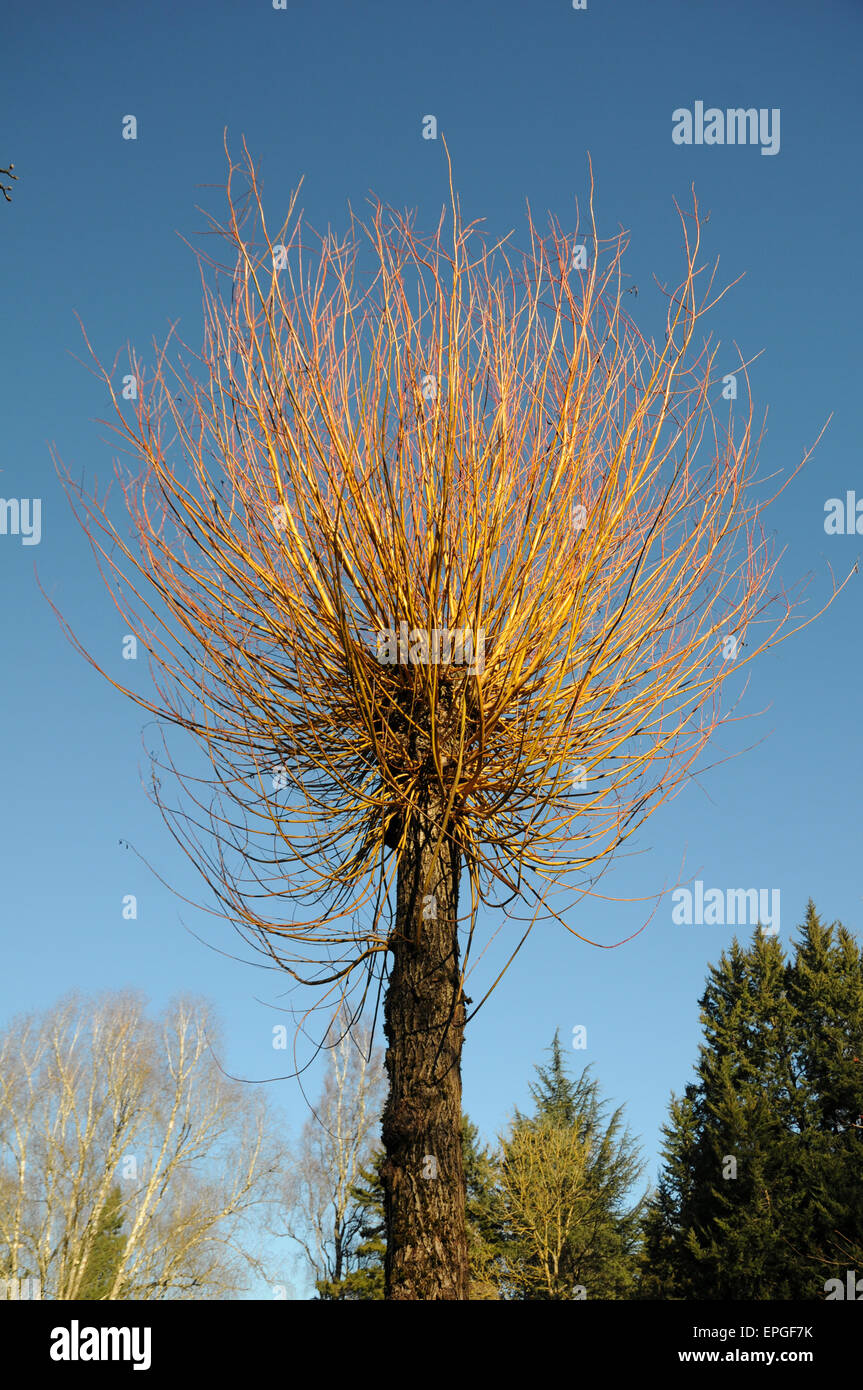 Common white willow hi-res stock photography and images - Alamy