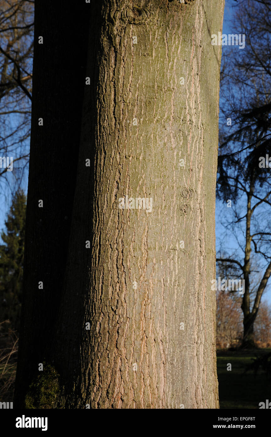 Pin oak trees hi-res stock photography and images - Alamy
