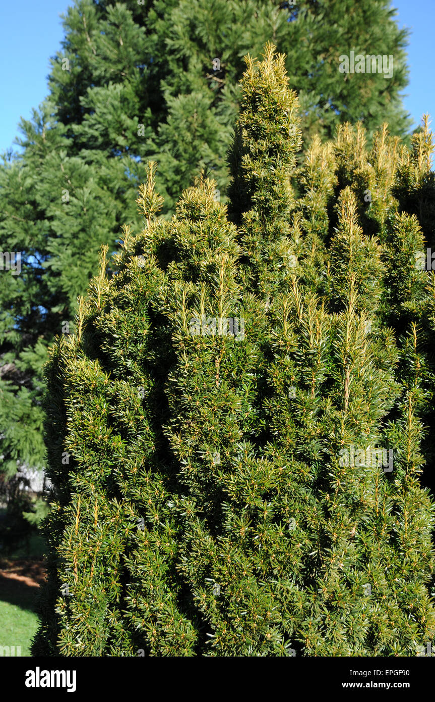 Taxus dovastonii aurea hi-res stock photography and images - Alamy