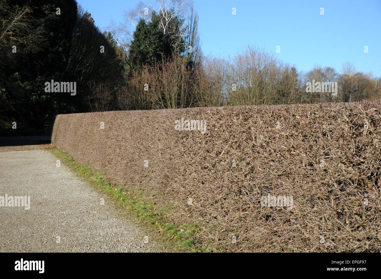 European cornel, hedge Stock Photo - Alamy