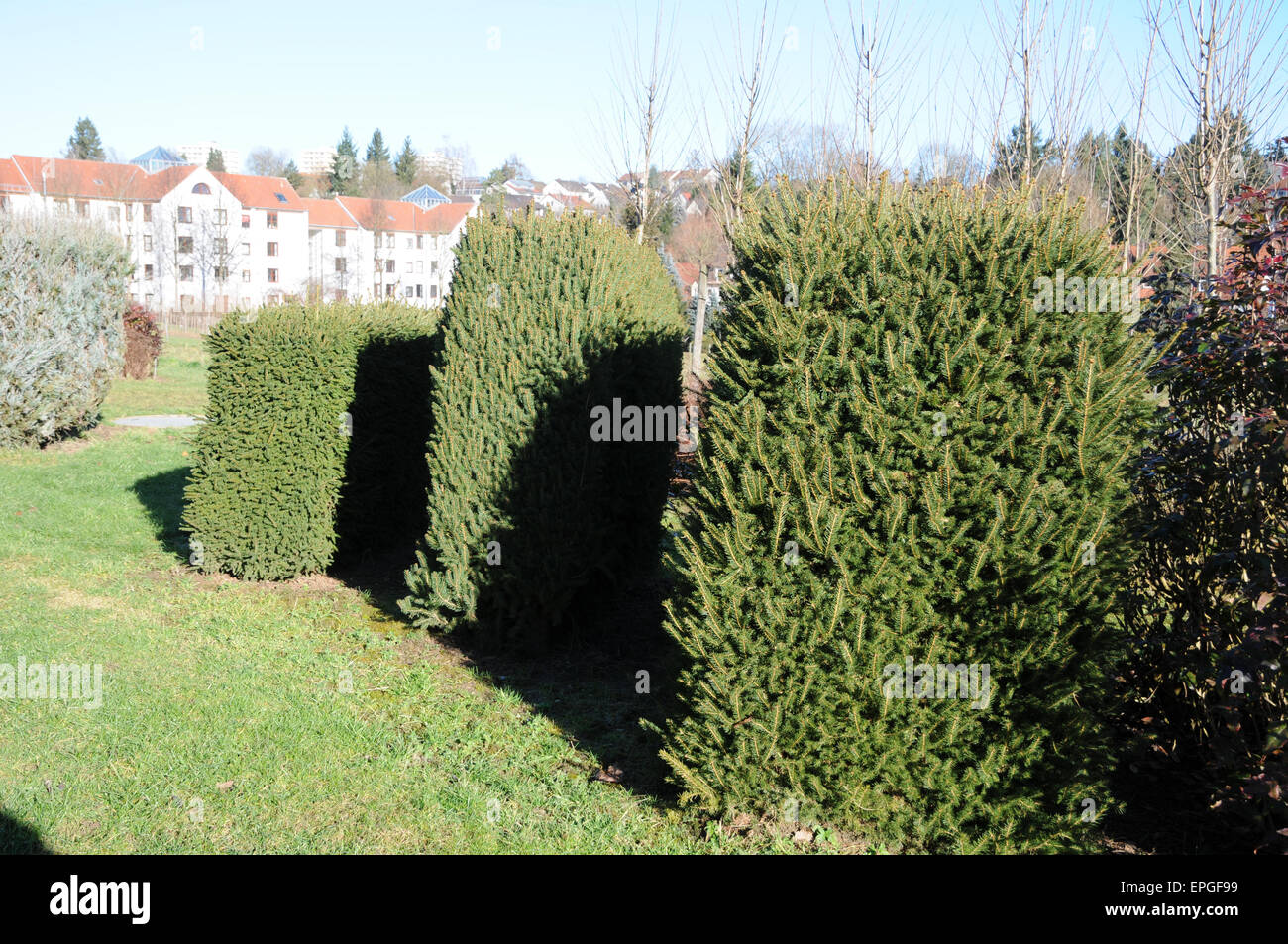 Conifer hedges hi-res stock photography and images - Alamy