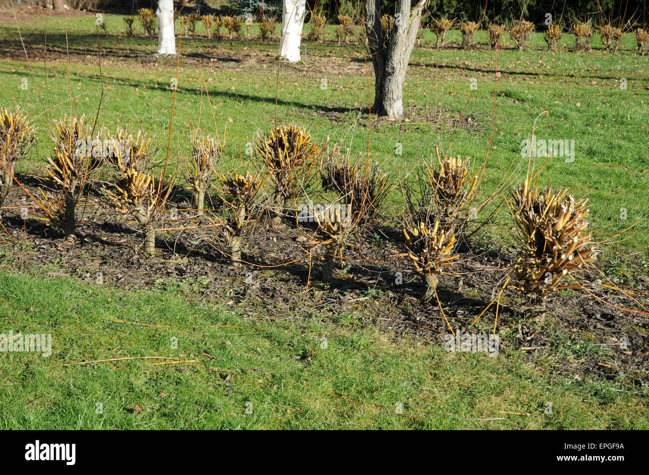 Osier willows hi-res stock photography and images - Alamy
