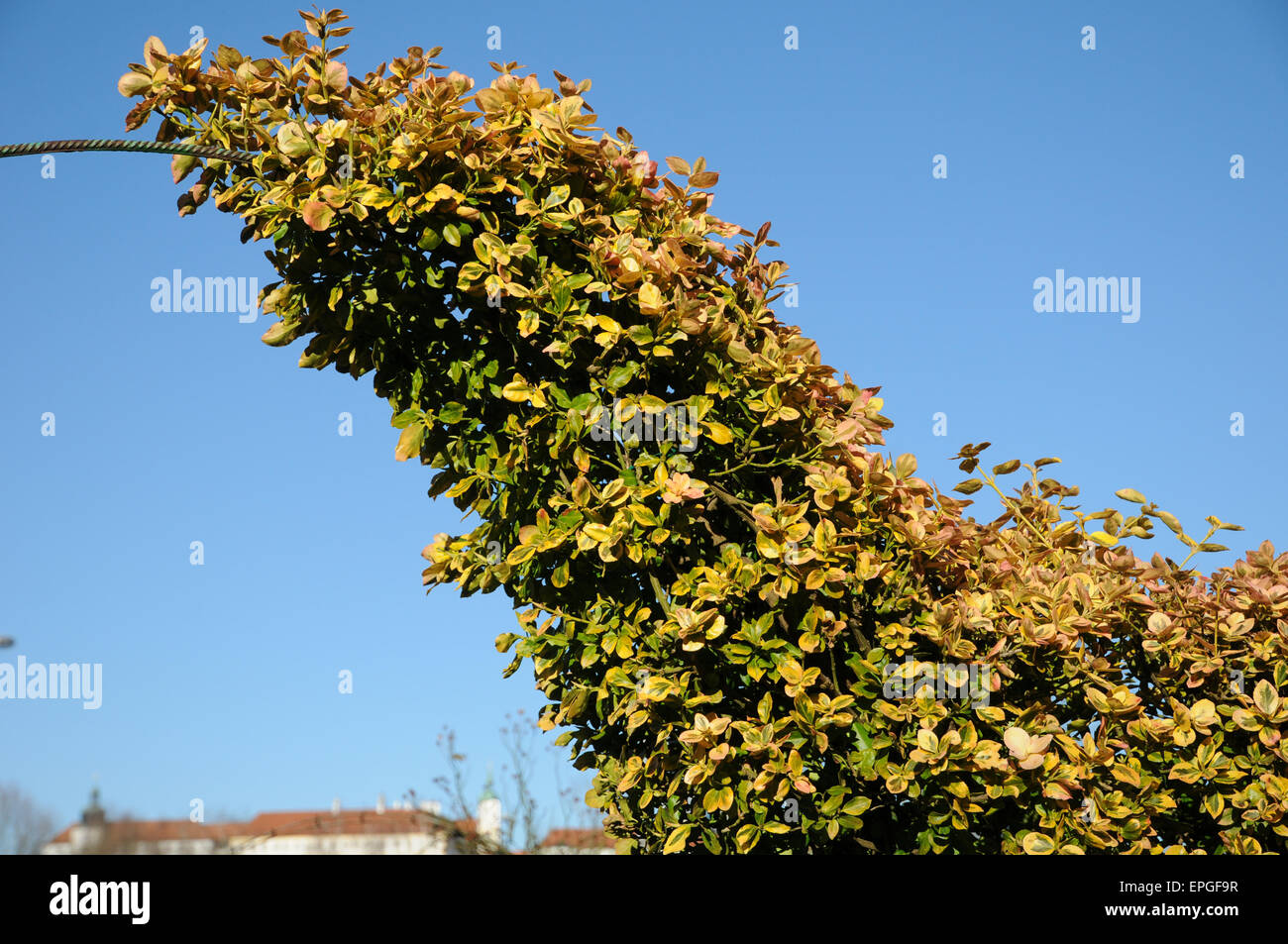 Creeping shrubs hi-res stock photography and images - Alamy